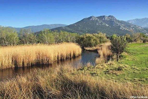 Flore de Corse : découverte des plantes de l'île de Beauté