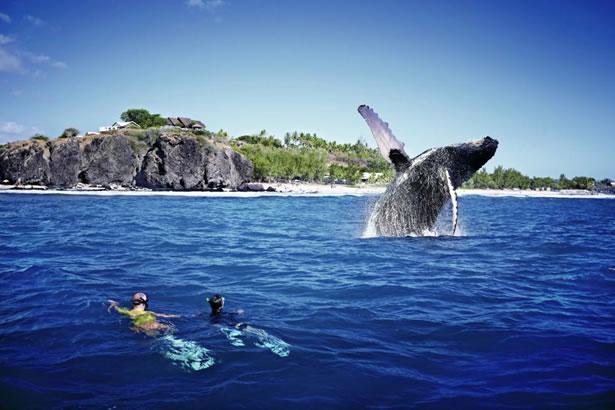 Balade en mer avec les dauphins et les baleines à la Réunion