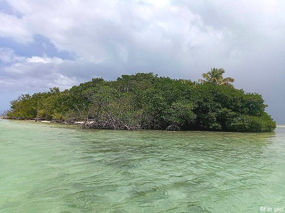 Nos 7 idées de visites à faire à Goyave, en Guadeloupe