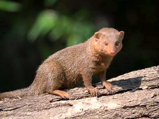 Martinique : Découvrez la forêt de Vatable