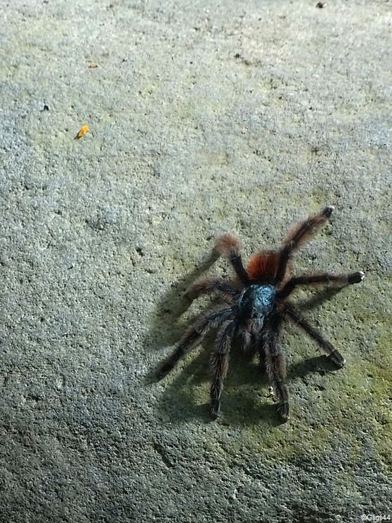 Martinique : Découvrez la randonnée de Grand'Rivière