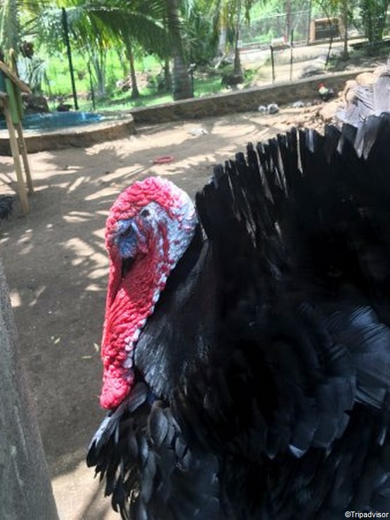 Visite de la Maison du Coco à la Réunion