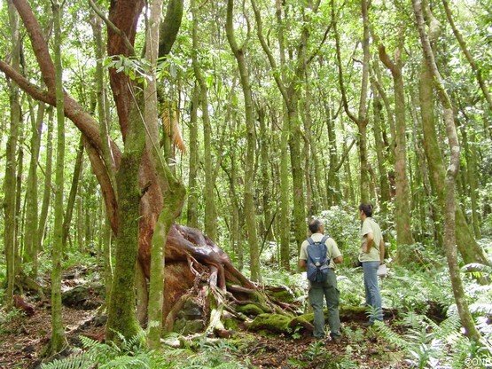 Explorez le sentier botanique de Mare Longue à la Réunion